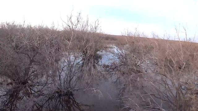 ОТКРЫТИЕ ВЕСЕННЕЙ ОХОТЫ 2019. ДОБЫЛИ БЕЛОЛОБЫХ ГУСЕЙ. Удача нам улыбнулась