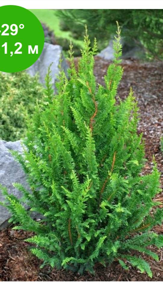 Кипарисовик Тедди Бир