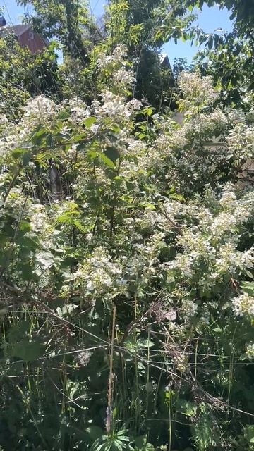 Малина в цветах