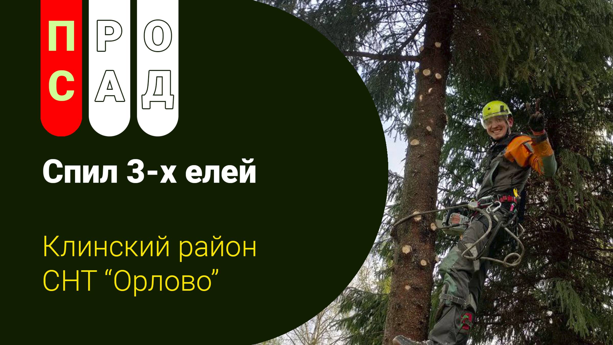 Спил 3 елей (и не ту) СНТ Орлово Клинскй  район (работа пром альпиниста)