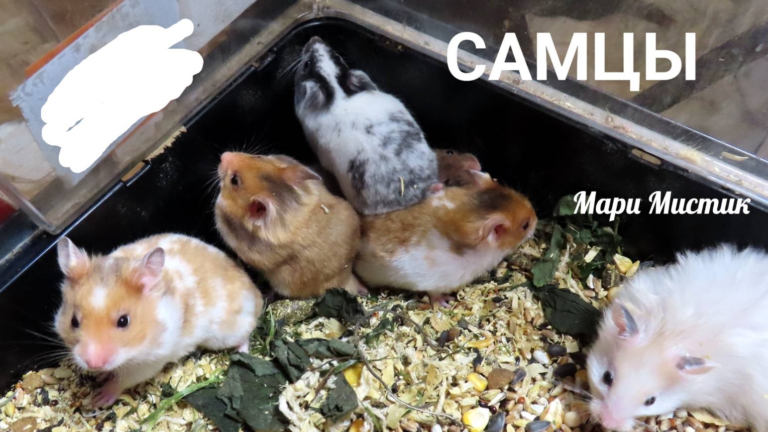 САМЦЫ #сирийскиехомяки #атласныйхомяк #купитьхомякапродам 89215950848
