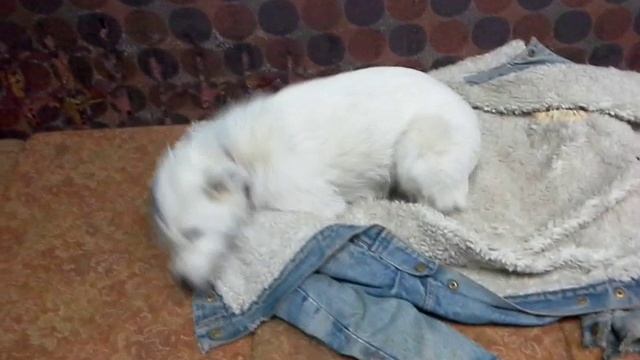 Собака Буся