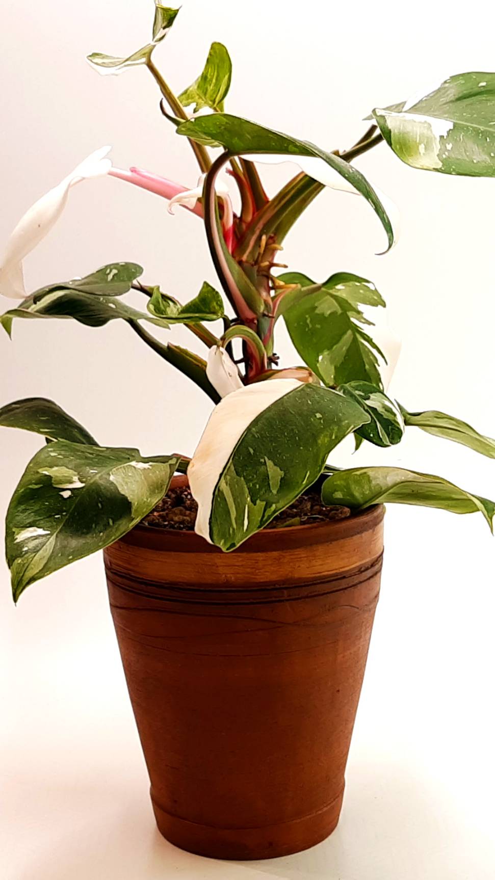 Филодендрон Белая принцесса кустовой (White Princess),  Вайт Принцесс. Редкий коллекционный сорт