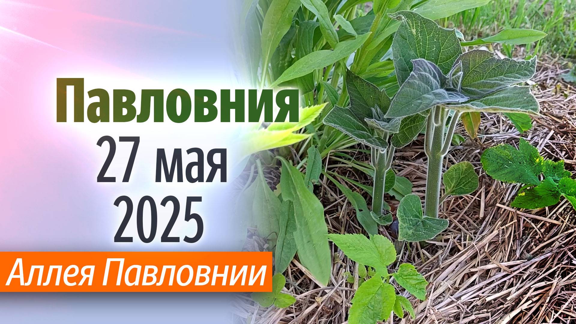 Аллея Павловнии 27.05.25