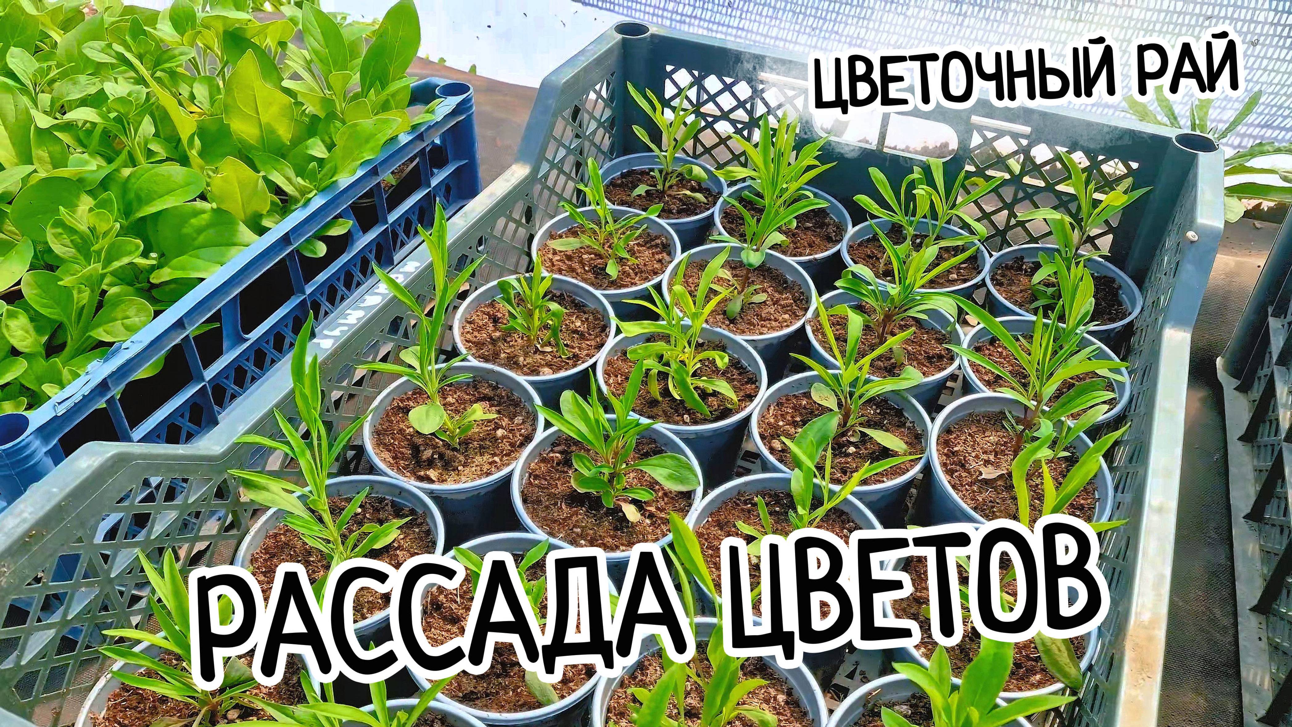 Мой маленький садовый цветочный рай! Выращиваем разные цветы в теплице! Будет красивое озеленение!