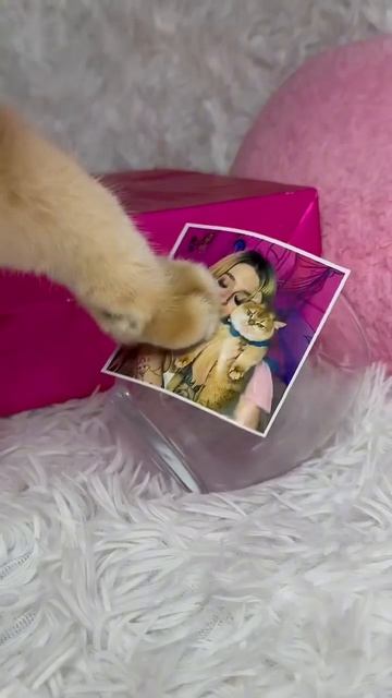 Мой кот Мося разбил вазу! #кот