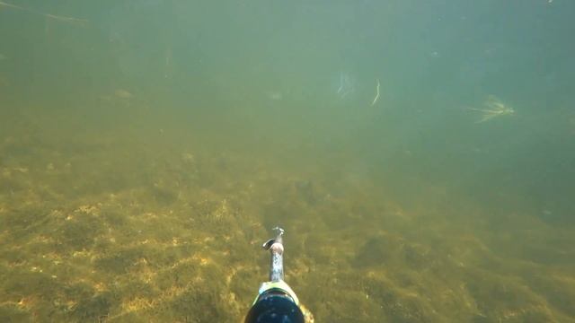 ДОБЫЛ ЩУКУ.КРУПНЫЙ КАРАСЬ ДО 1 КГ.ПОДВОДНЫЙ МИР.ПОДВОДНАЯ ОХОТА