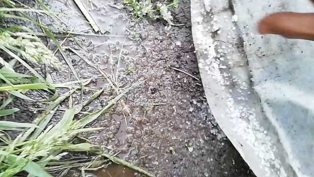 Град в саду