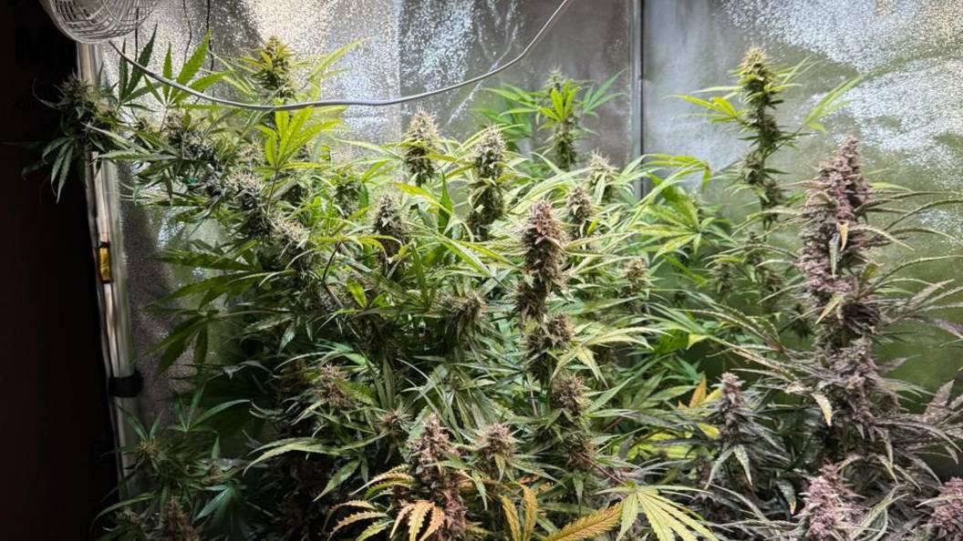 Торговец марихуаной из Черкесска выращивал коноплю на балконе