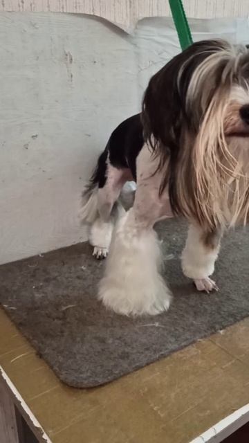 Оскар в процессе стрижки. Зоосалон Eteluin г.Краснодон.