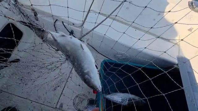 Троллинговая блесна Assist №131  от Mr. Musurok в деле 🎣