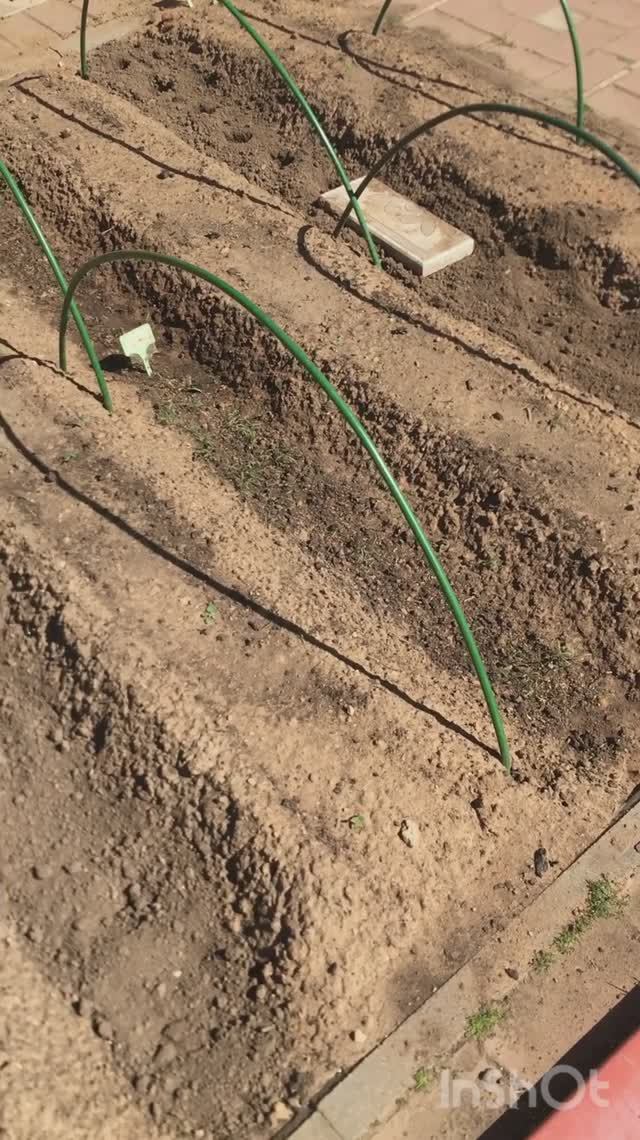 Огород. Обзор 28 мая 2025.