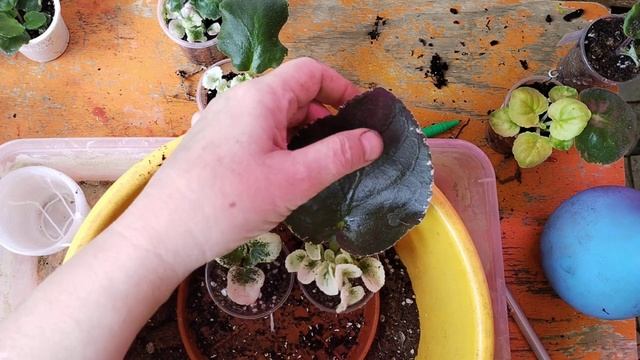 Рассаживаем детки фиалок ...#фиалкипочтой #люблюцветы #посадкафиалок #деткифиалок #сенполии #фиалки