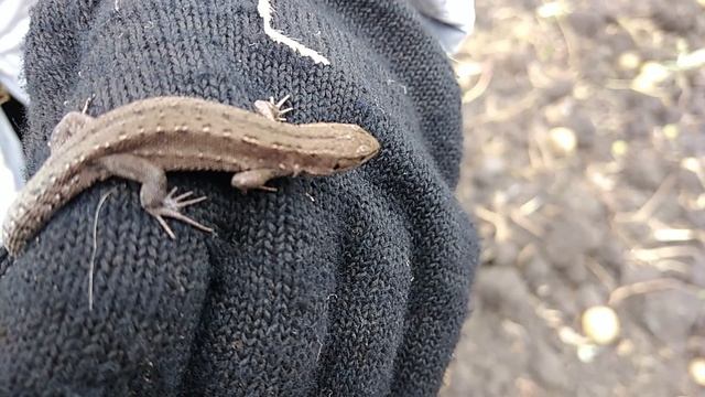 Маленькая красавица