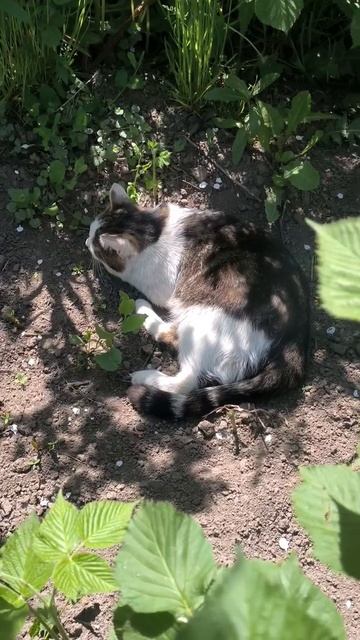 Кот валяется под кустом