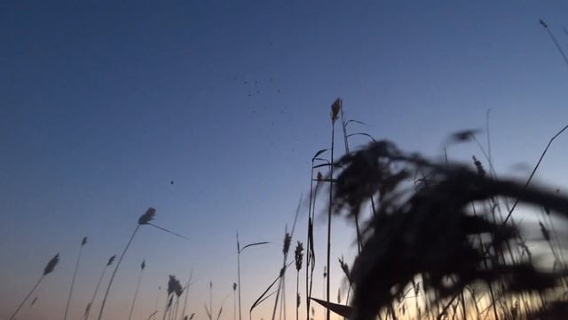 ЛУЧШАЯ ОСЕННЯЯ ОХОТА НА УТОК В МИРЕ 2018. Вы посмотрите что вытворяет селезень.