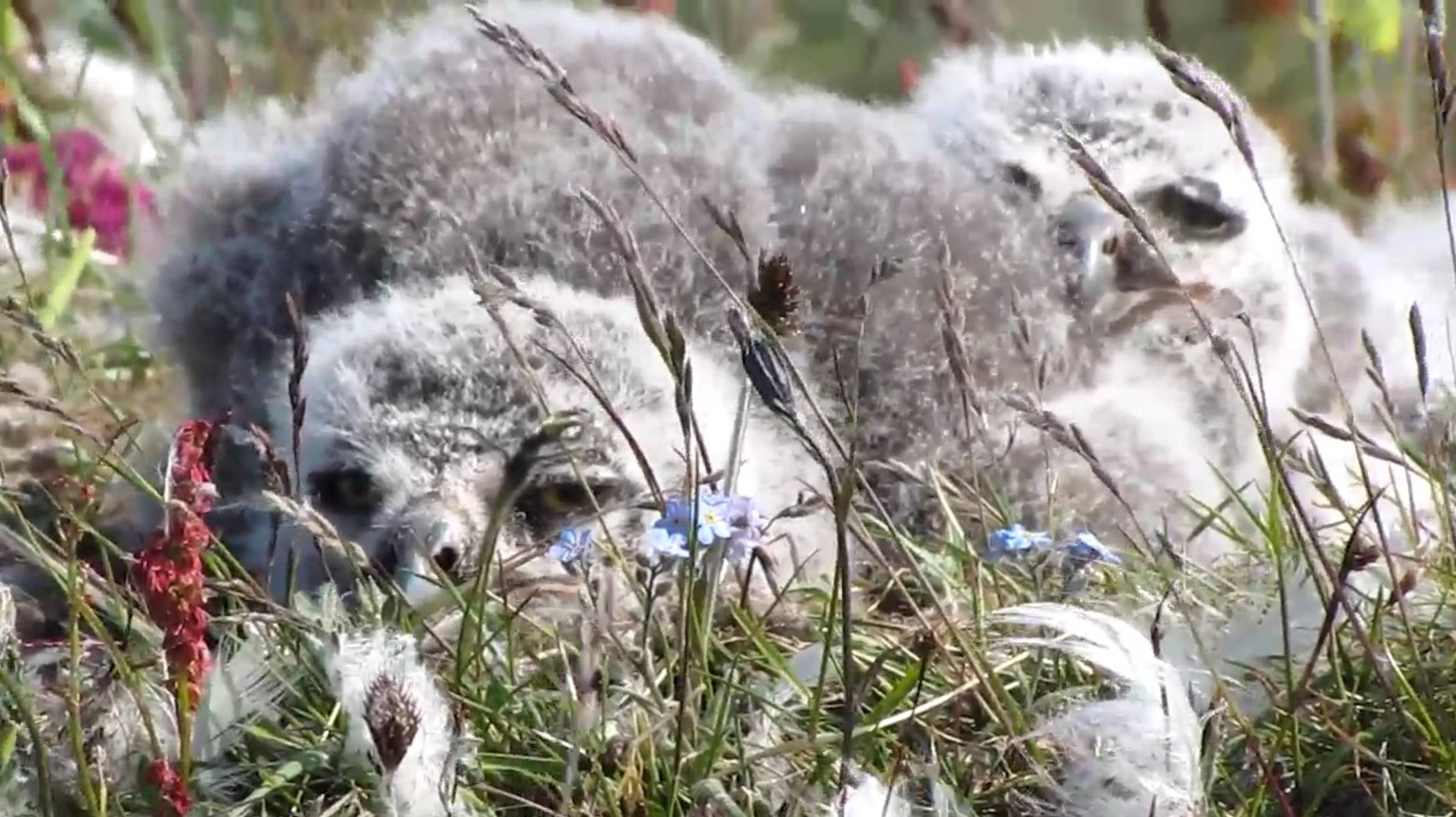 Птенцы белых сов (1)