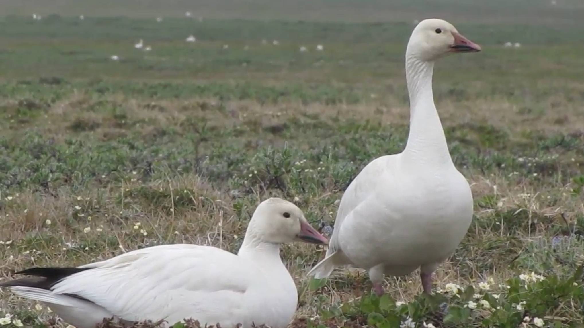 Пара диких белых гусей