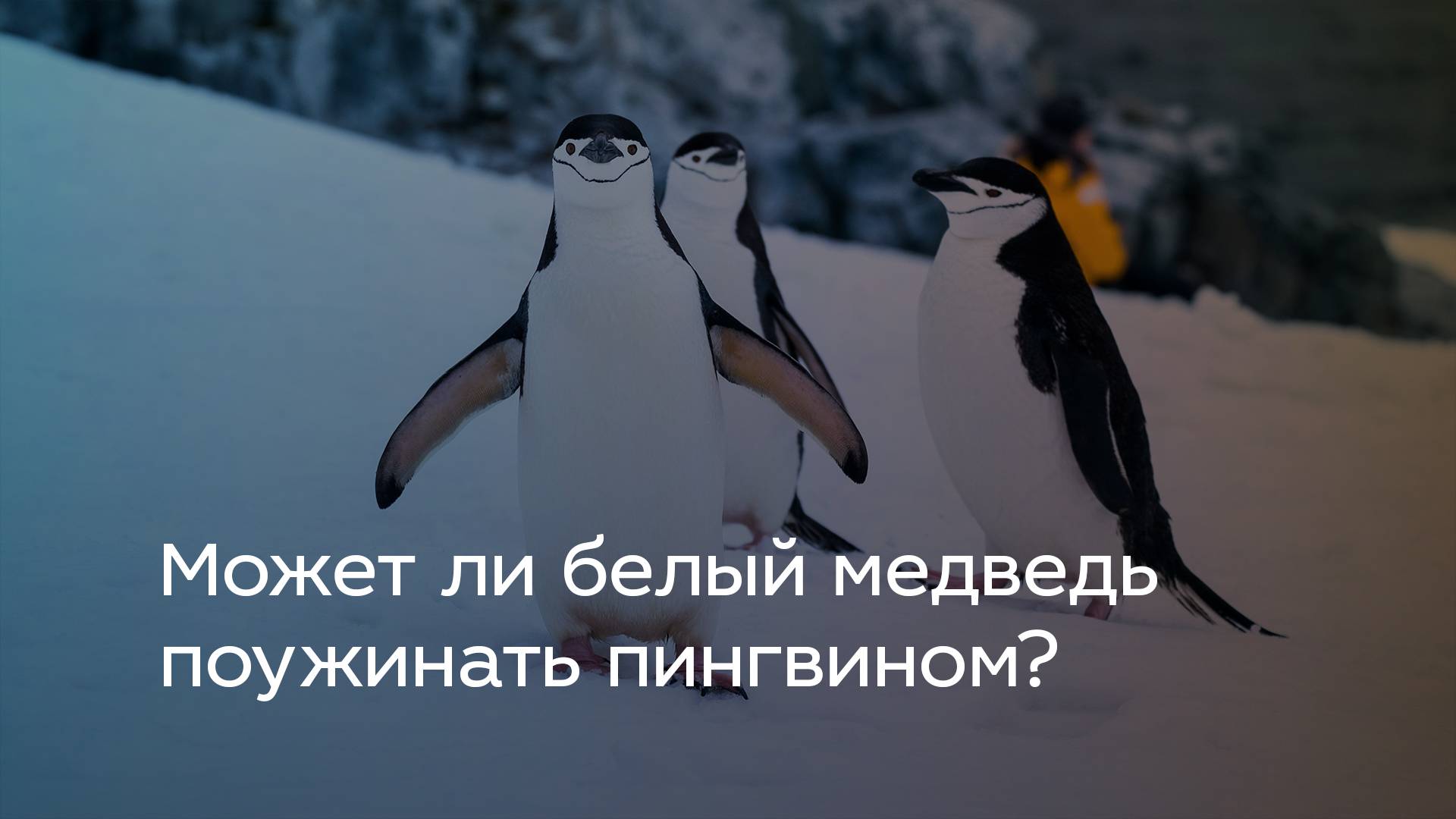 Может ли белый медведь поужинать пингвином?
