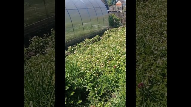 наш сад 27 мая