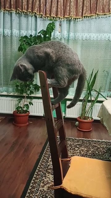 Кот Циркач!