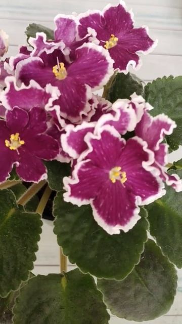 Фиалка АВ-Тепло на Душе