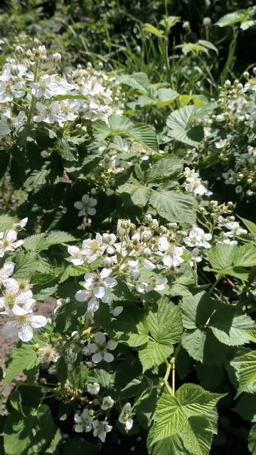 Малина цветет