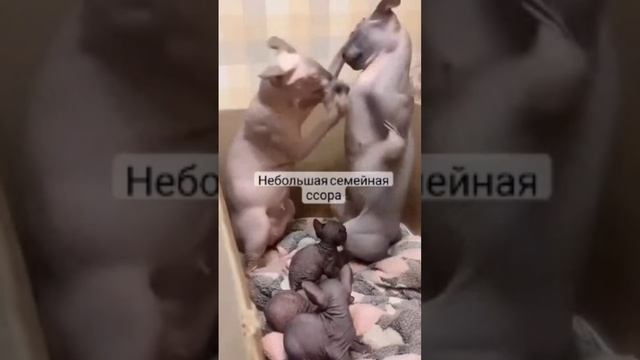 Небольшая семейная ссора