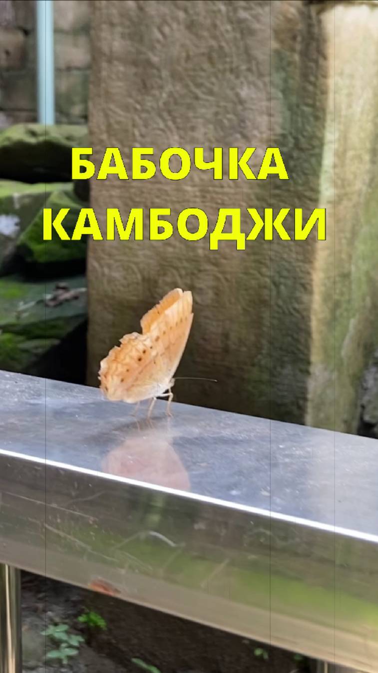10 особенностей Камбоджи. Бабочки, культура, смерть и макдональдс #shorts