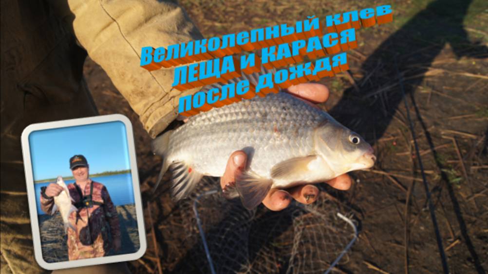РЫБАЛКА на ЛЕЩА и КАРАСЯ. Отличный клёв после череды дождей!