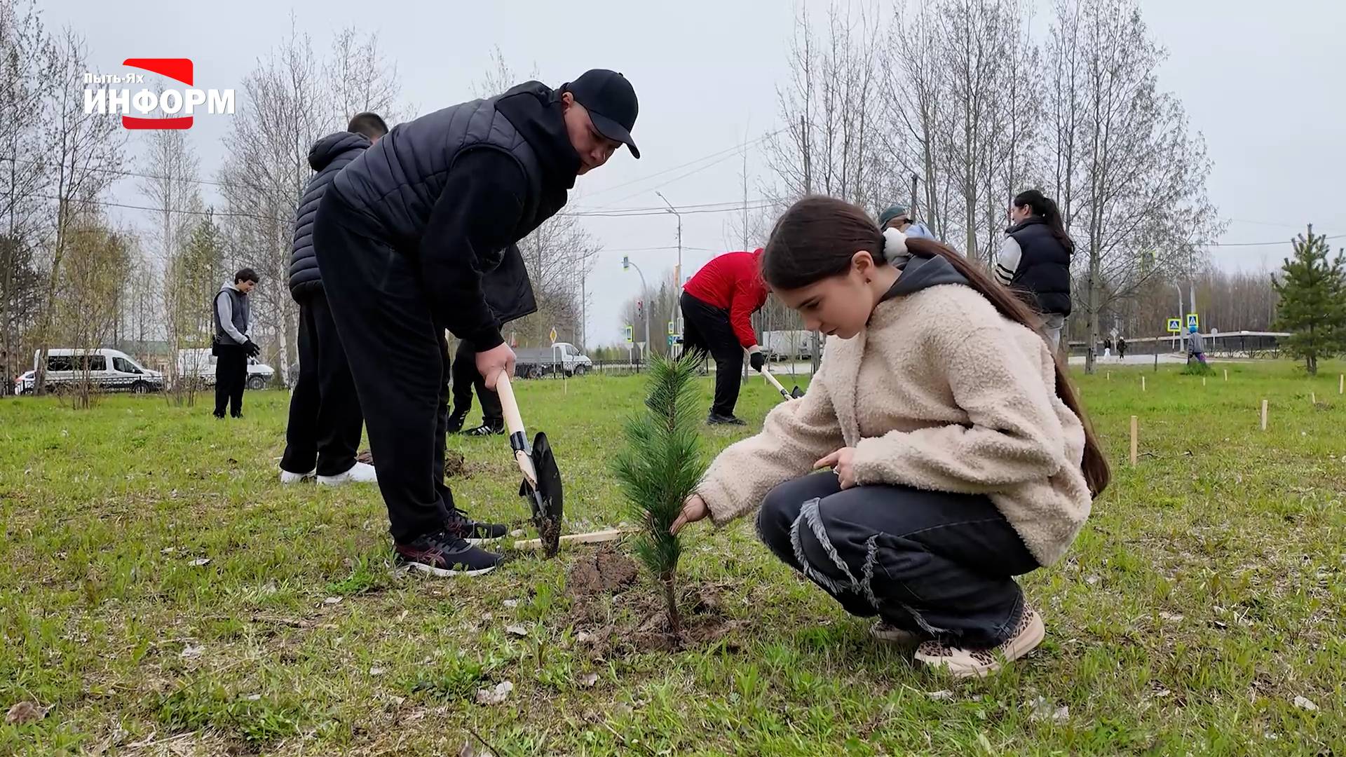 Высадили саженцы сосны