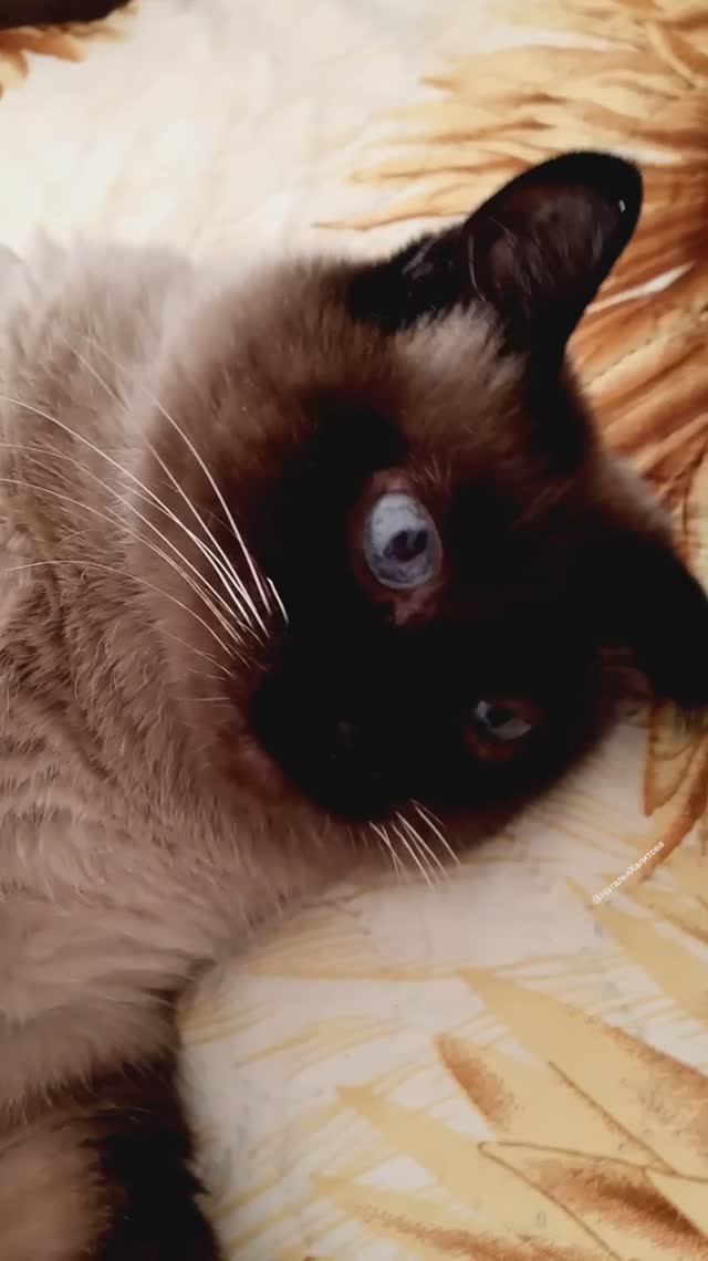 У Маркисса сломался ус