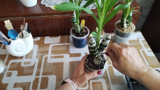 Морковки чудят 😳 За помощью к Катерине 🙏🆘 Часть 2