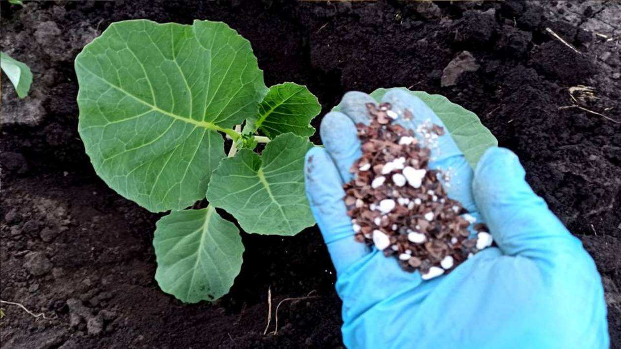 Кладу это в лунку под капусту при посадке рассады.Кочаны растут крупные и крепкие.Килы не будет 100%