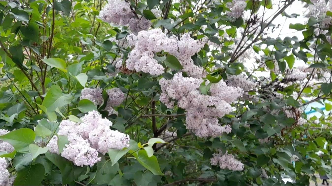 20250529_105449 У природы нет плохой погоды?