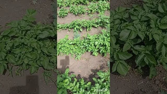 Выращиваем нут, картофель, лук и даже дуб. Майский урожай.