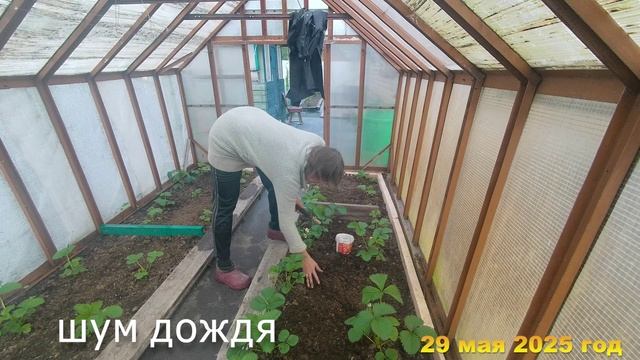 7 соток. Дождь. Навожу порядок в парниках. Хроника 29 мая 2025 год