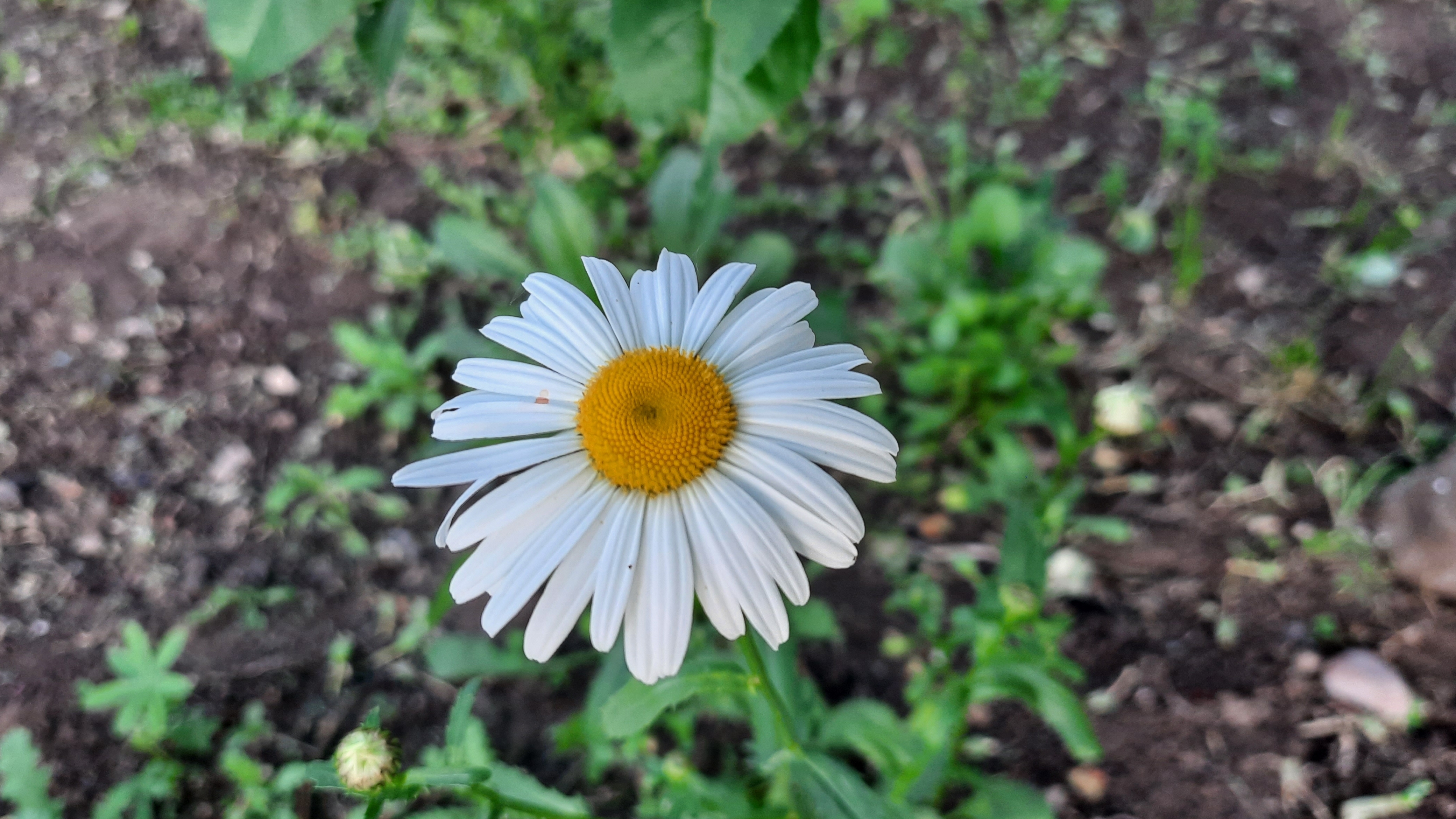 Делаю, как привыкла!🏡Ужин в одиночестве☕️Высадила всё!🌺