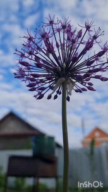 Первый Император. Аллиум. Декоративный лук. Садовые радости.