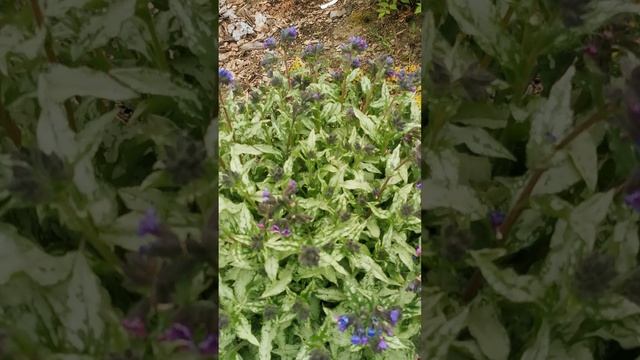 Медуница #Diana Clare