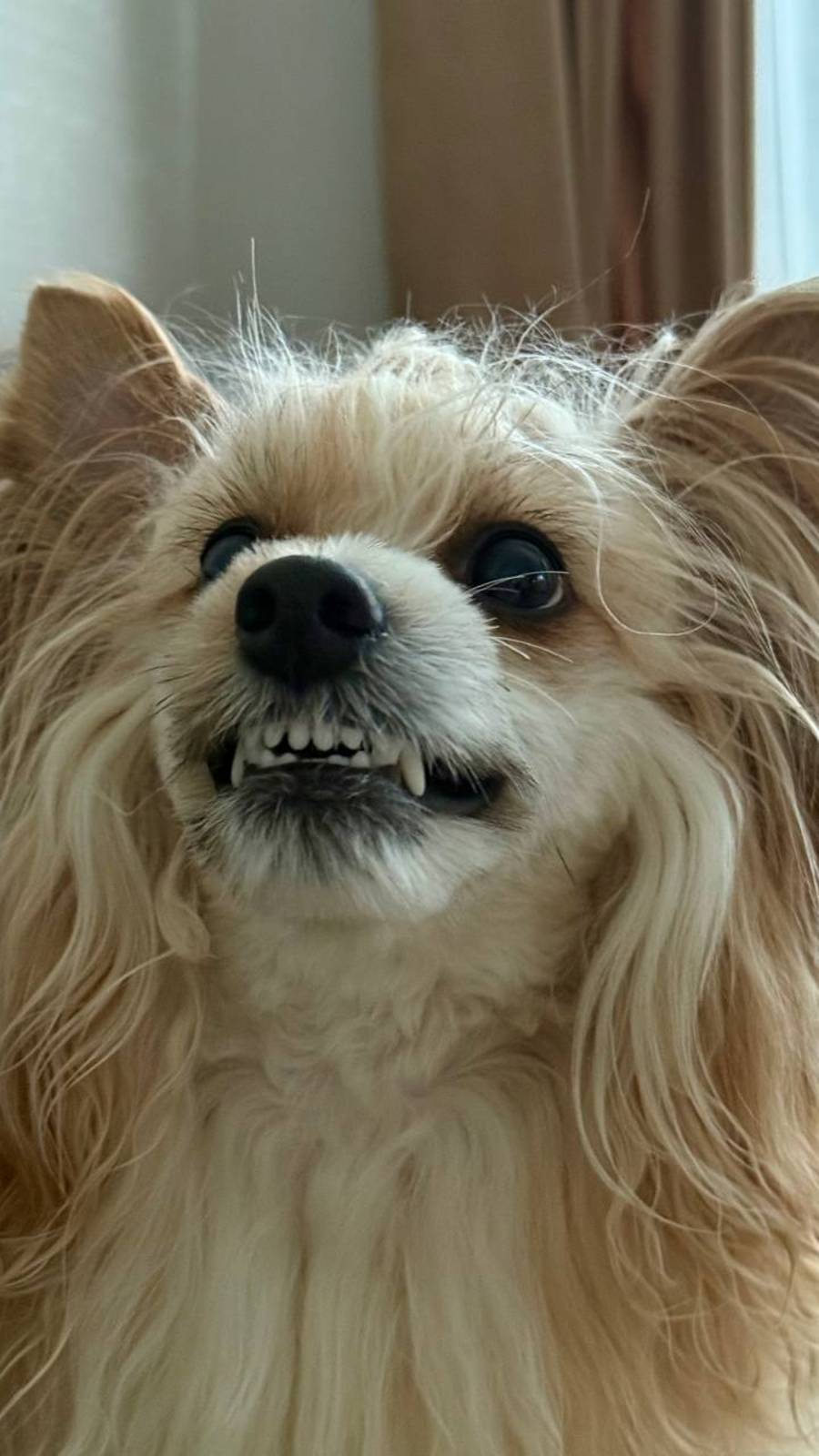 Велес, беготня на перегонки с другом биглем