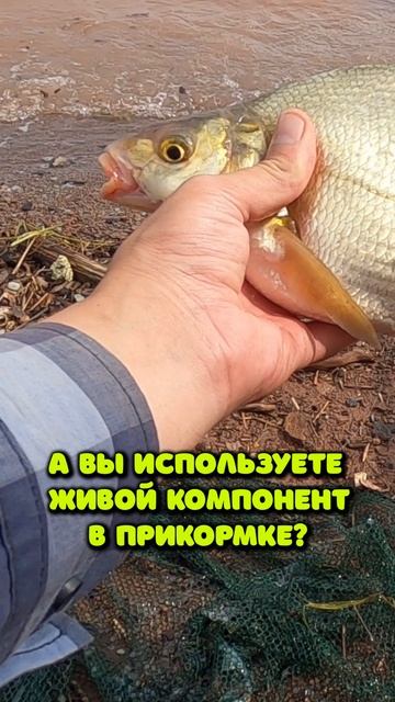 А Вы используете живой компонент в прикормке?