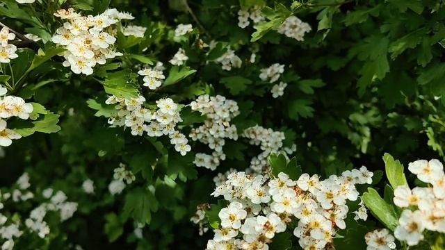 Как цветет боярышник. Цветущий боярышник