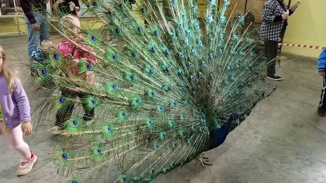 Павлин раскрыл хвост #shorts