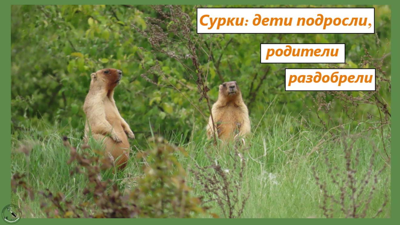 Сурки байбаки. Родители и дети, уже подросшие. Детки стоя прячутся за кустом. Май.