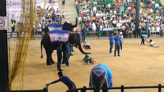 Тайланд. Шоу слонов.