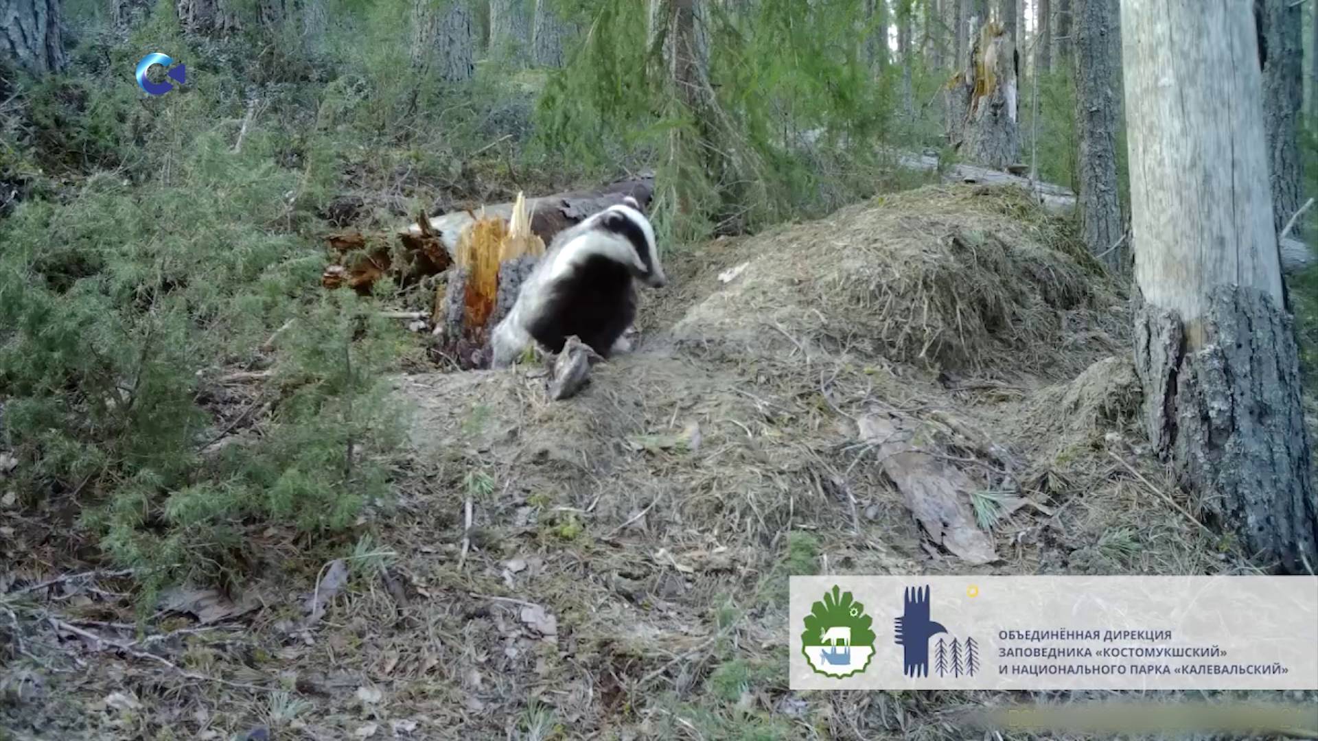 В фотоловушку национального парка «Калевальский» в Карелии попал барсук