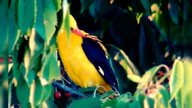 Пение птиц в лесу