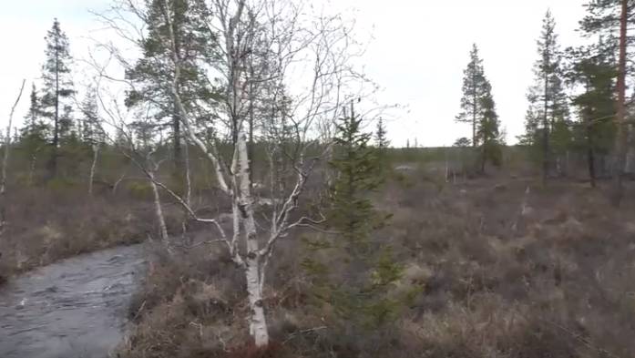 Мончегорск. Снова в весеннем лесу. 28.05.25.