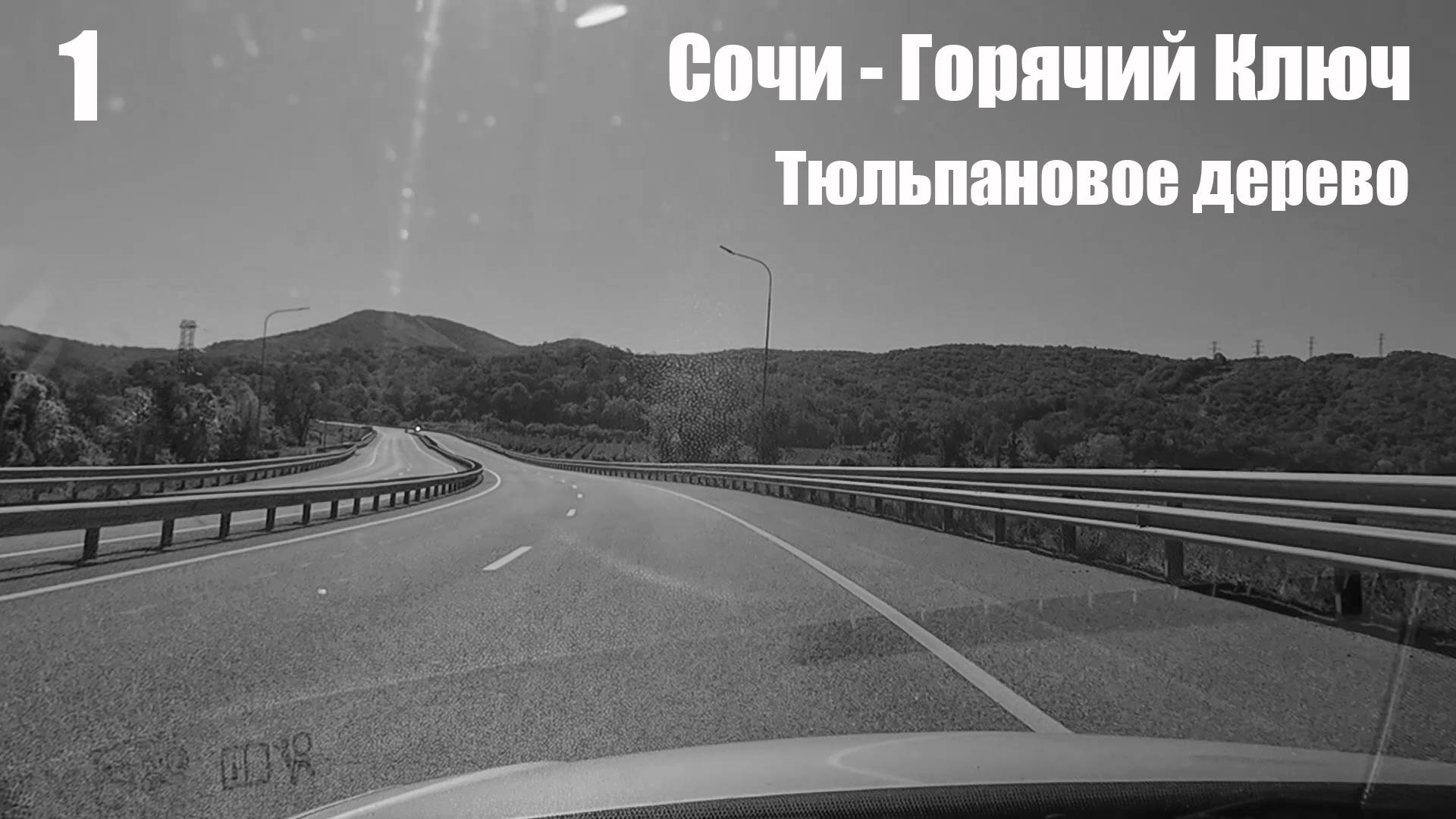 1. Дорога Сочи - Горячий ключ. Тюльпановое дерево.